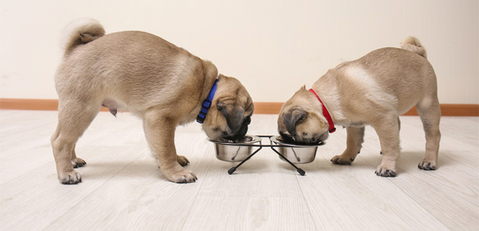 Can Dogs Eat White Rice? (Nutrition Guide) | My Pet Needs That Can Dogs Eat White Rice? (Nutrition Guide) | My Pet Needs That